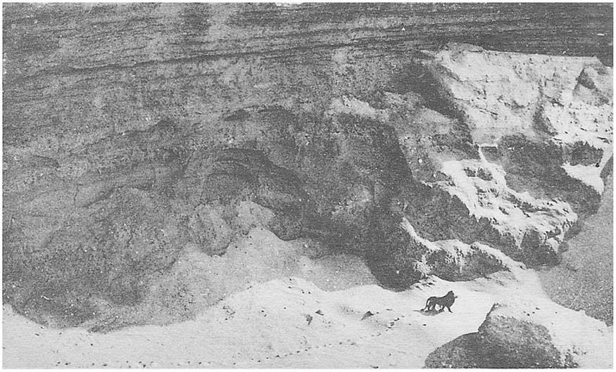 Barbary Lions: A Natural History - by Michelle Short