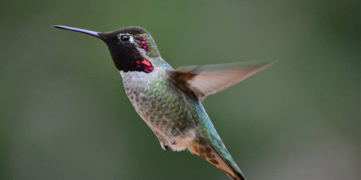 hummingbird bbc