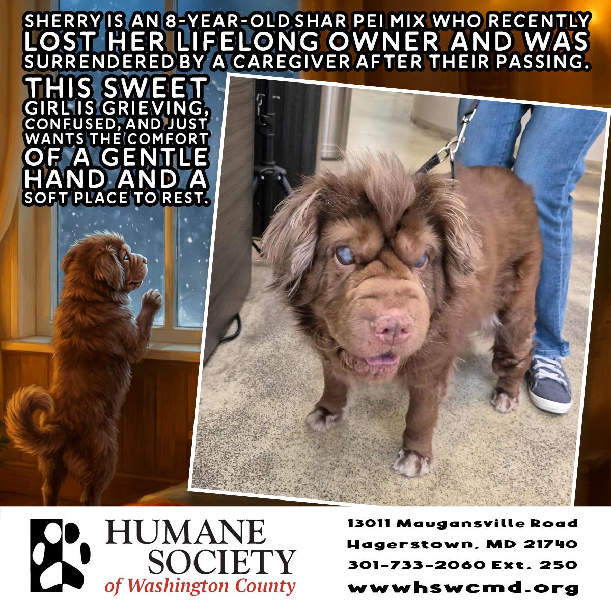 Sherry is an 8-year-old Shar Pei mix who recently lost her lifelong ...