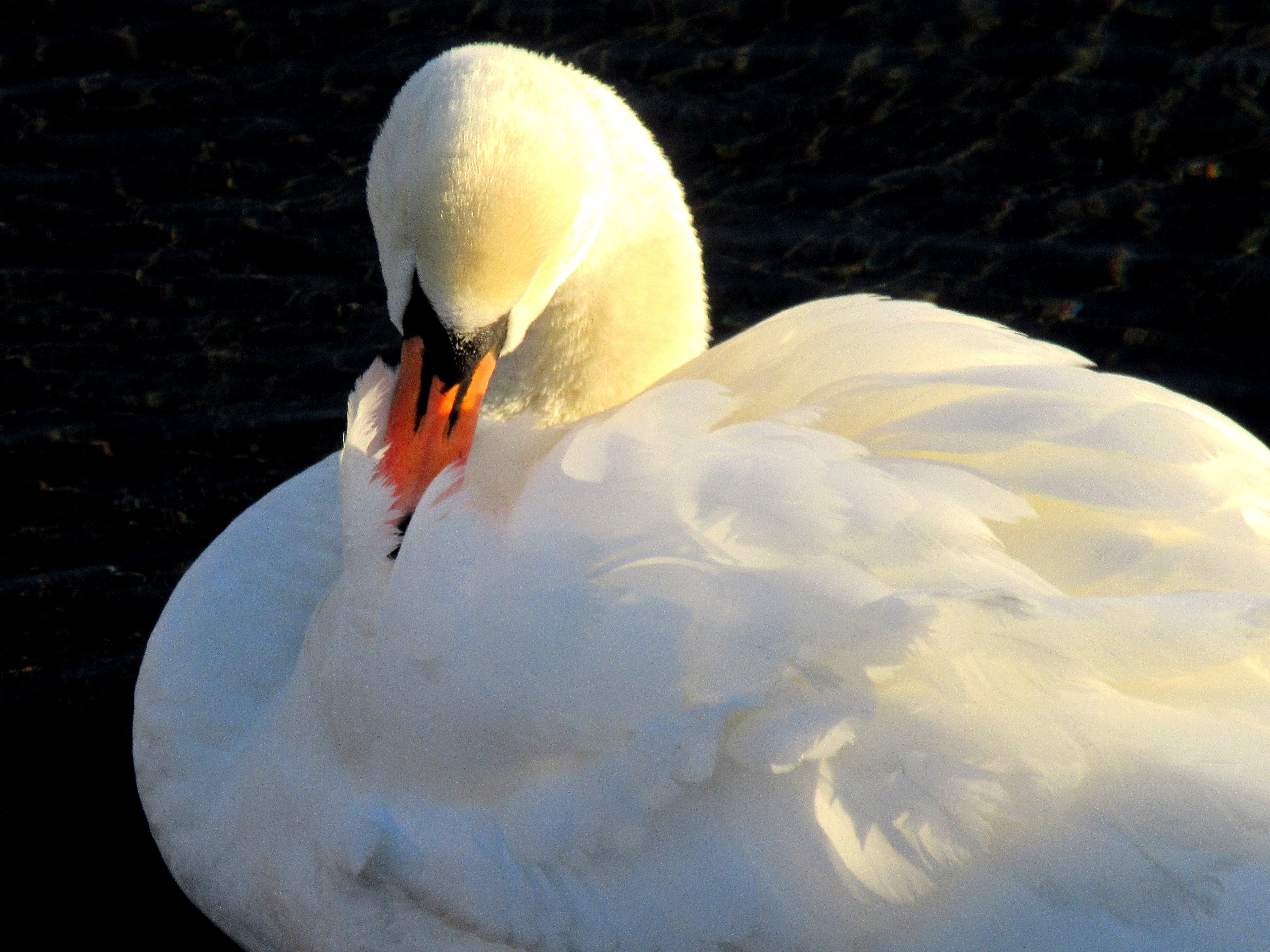 THE DOWN'S SYNDROME FILTER - Imelda Almqvist's Substack