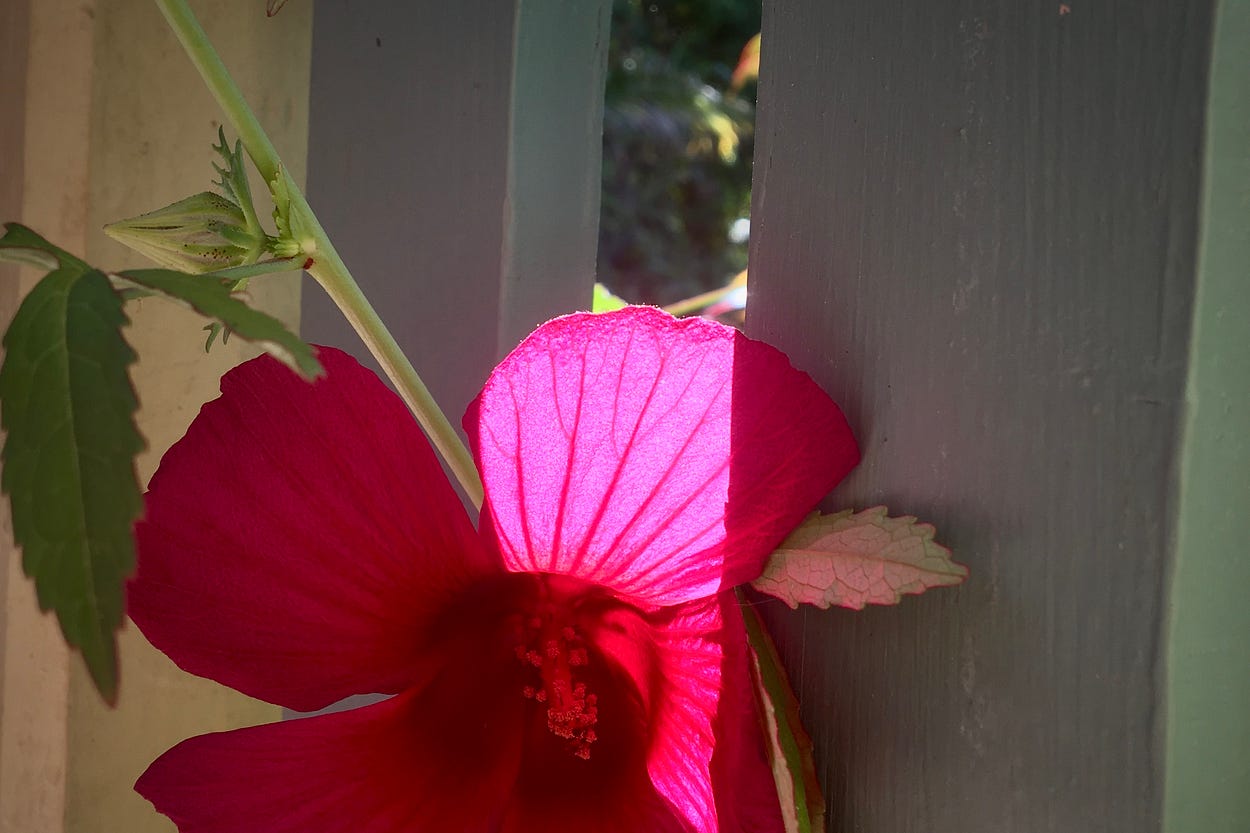 The Terrible, Beautiful Truth | McCall Erickson | Substack