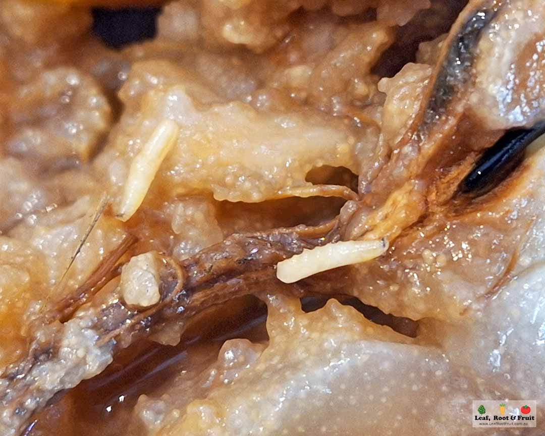 Queensland Fruit Fly Resources - by Duncan Cocking