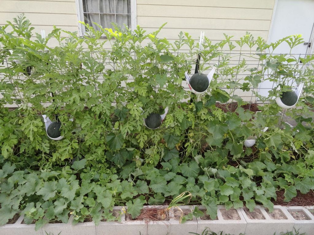 How to Grow Watermelons in Tight Spaces - by Briar Albaugh