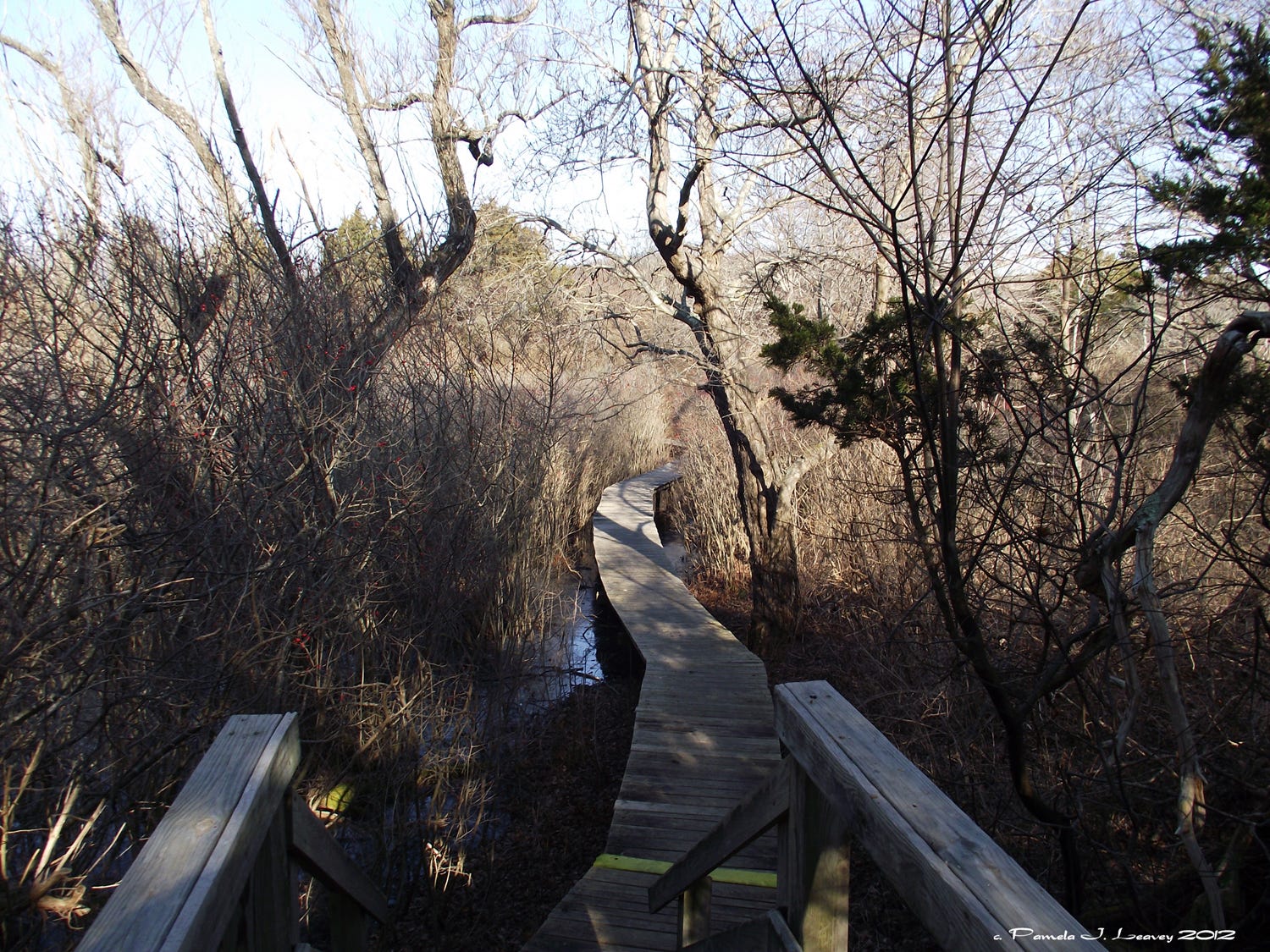 On The Parker River Path: An Extraordinary Encounter with Mute Swans