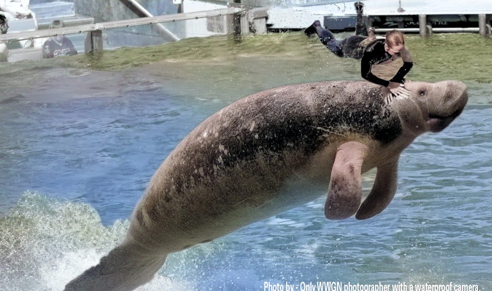 manatee jumping