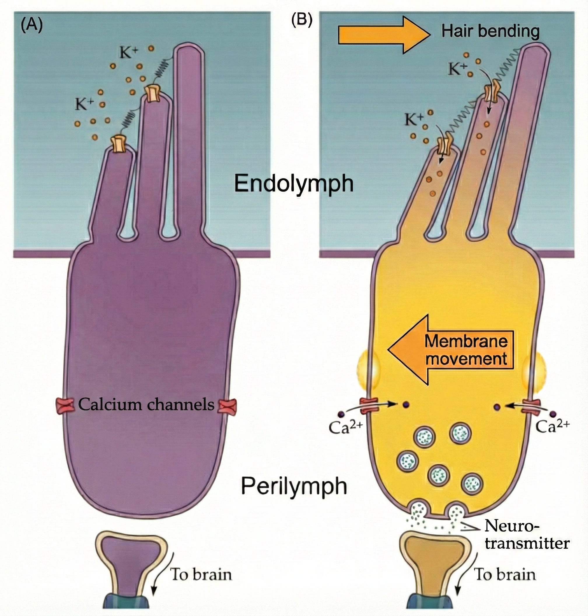 Salts, Ions, Hair cells, Fluids and Sacs - by Neil Canham