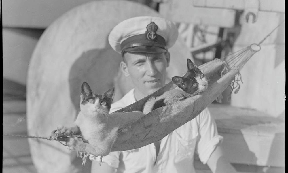 The Important Role of Cats in WWI & WWII