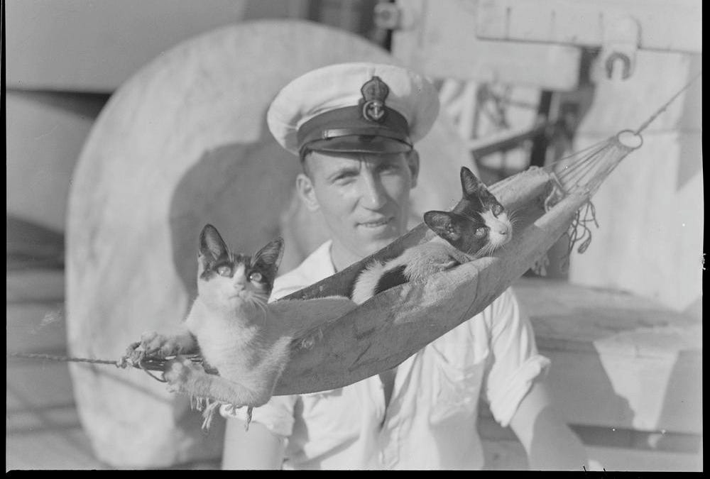 The Important Role of Cats in WWI & WWII