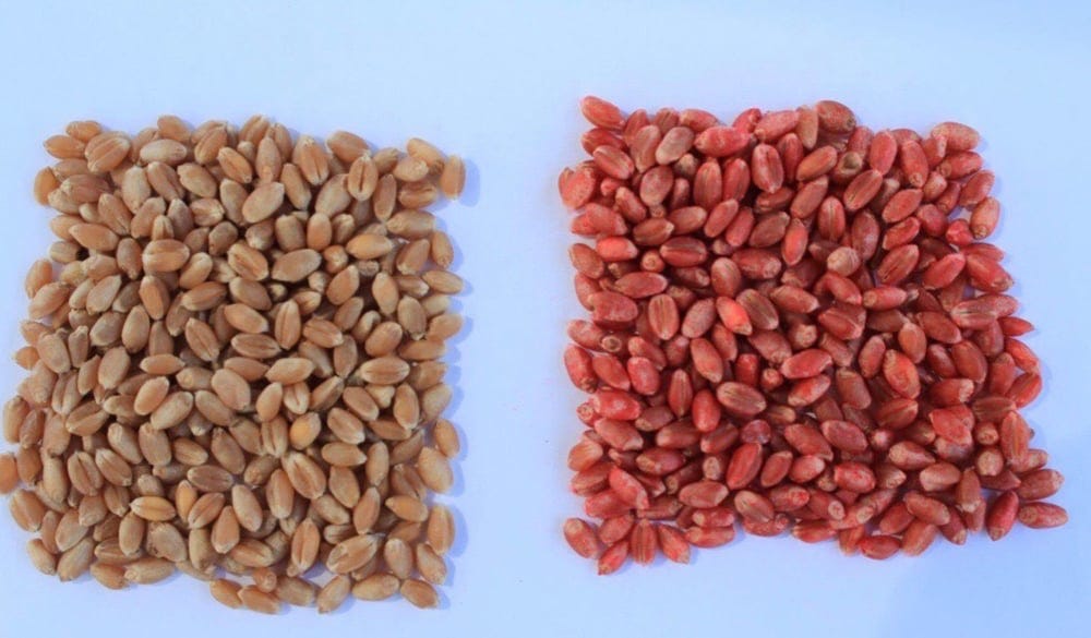 Pesticide-Coated Seeds: The Hidden Source of Chemical Exposure in Food ...