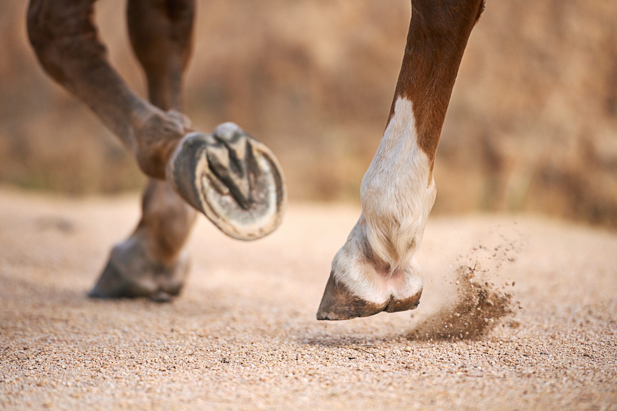 Hoof Balance & Its Impact on the Equine Body