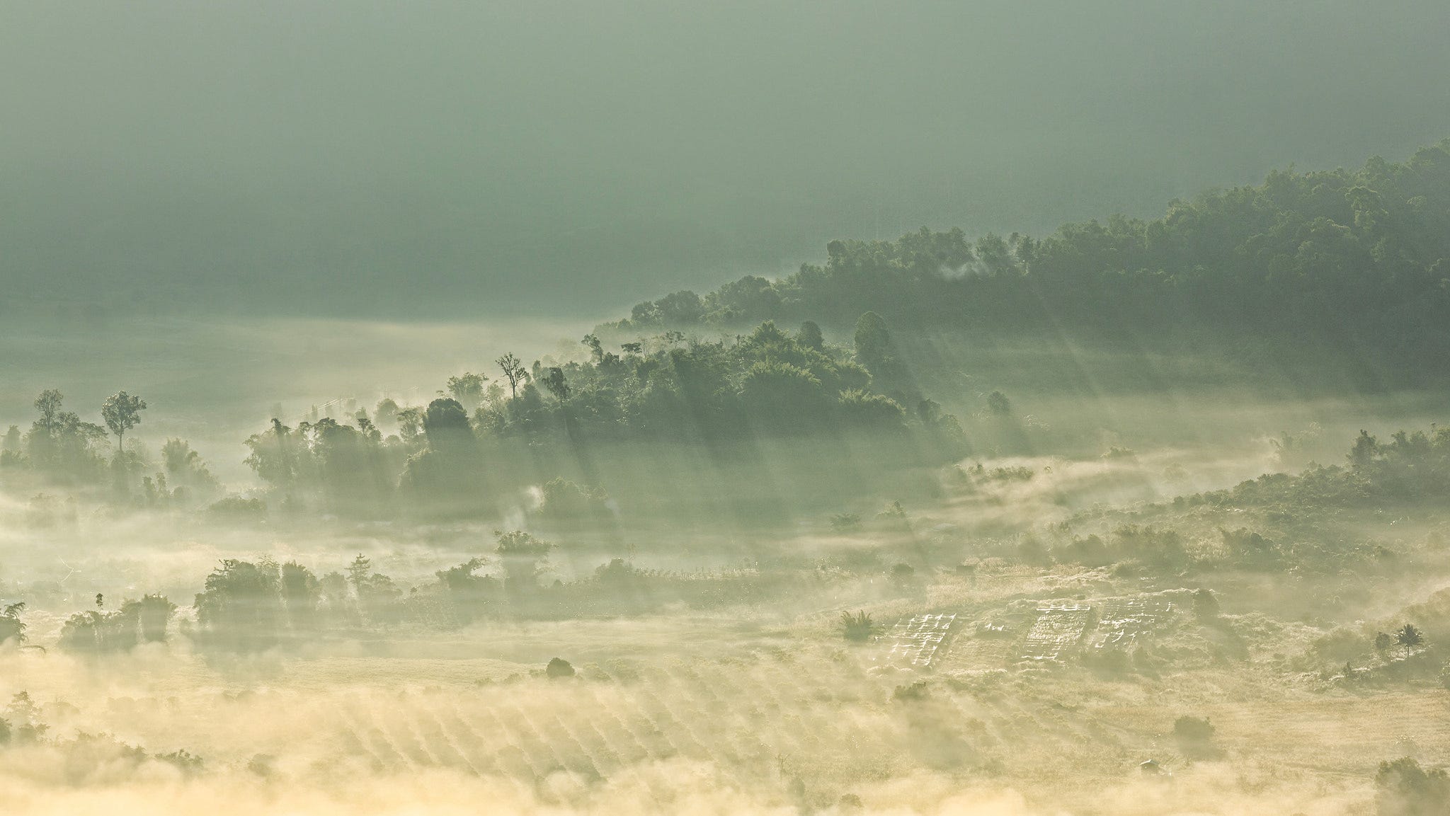 The Four Major Types of Forests Around the World