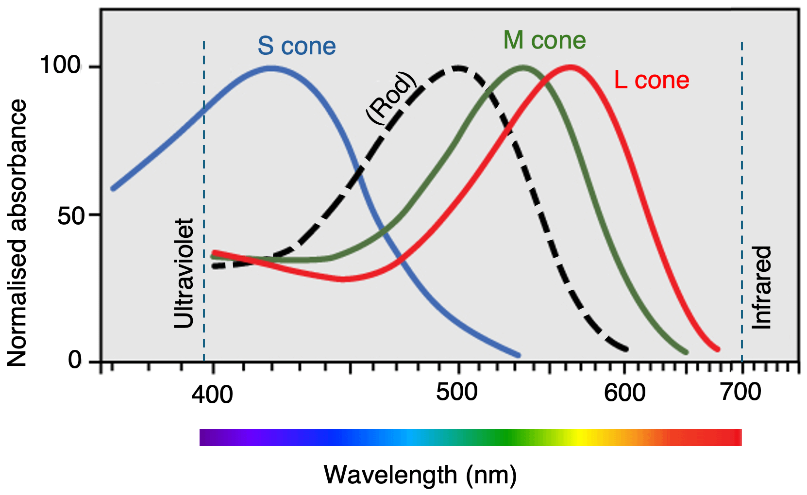 The Discovery of the New Colour Olo and What it Reveals About Perception