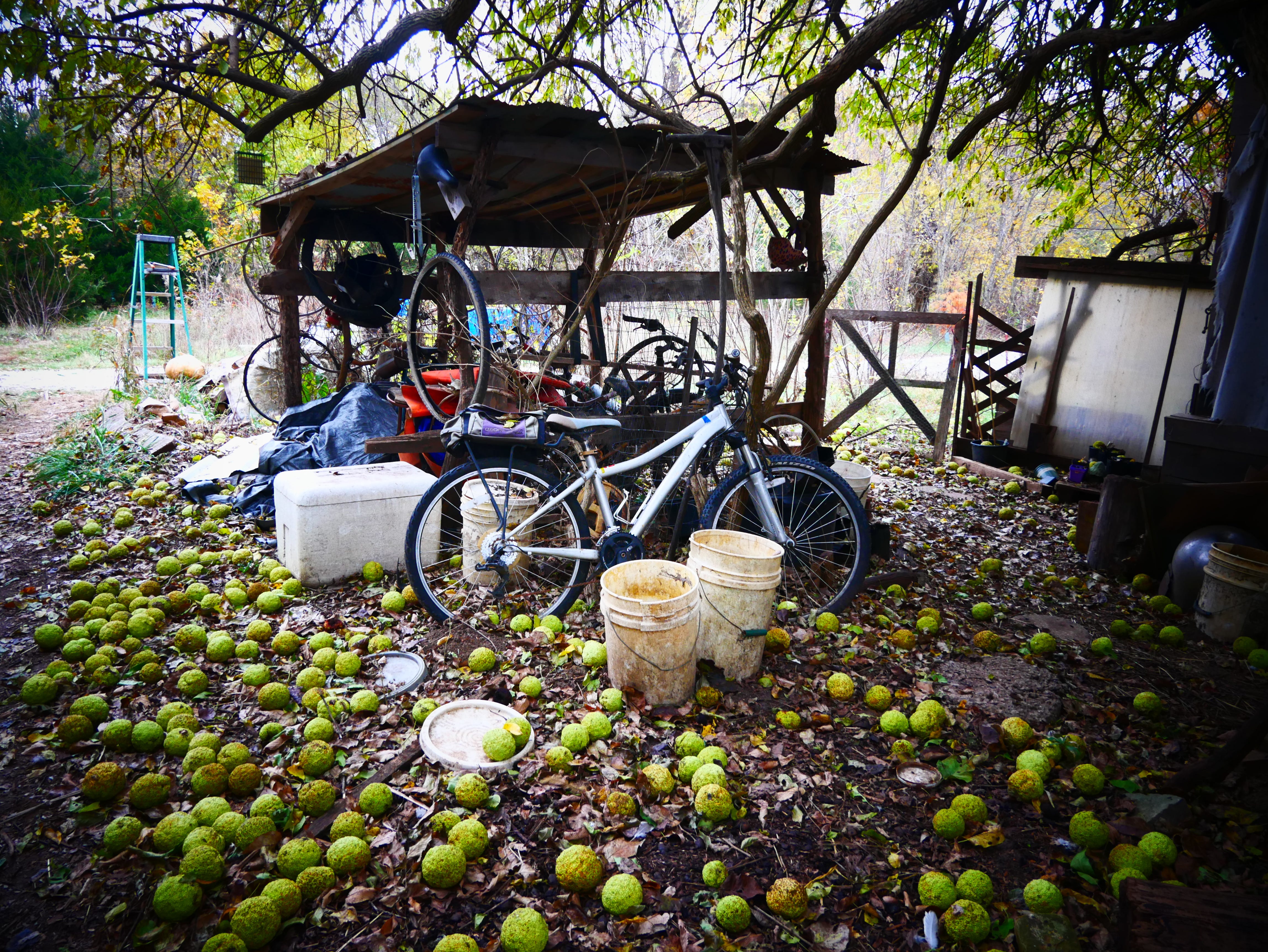 The Great Replanting II: Aesthetic Considerations