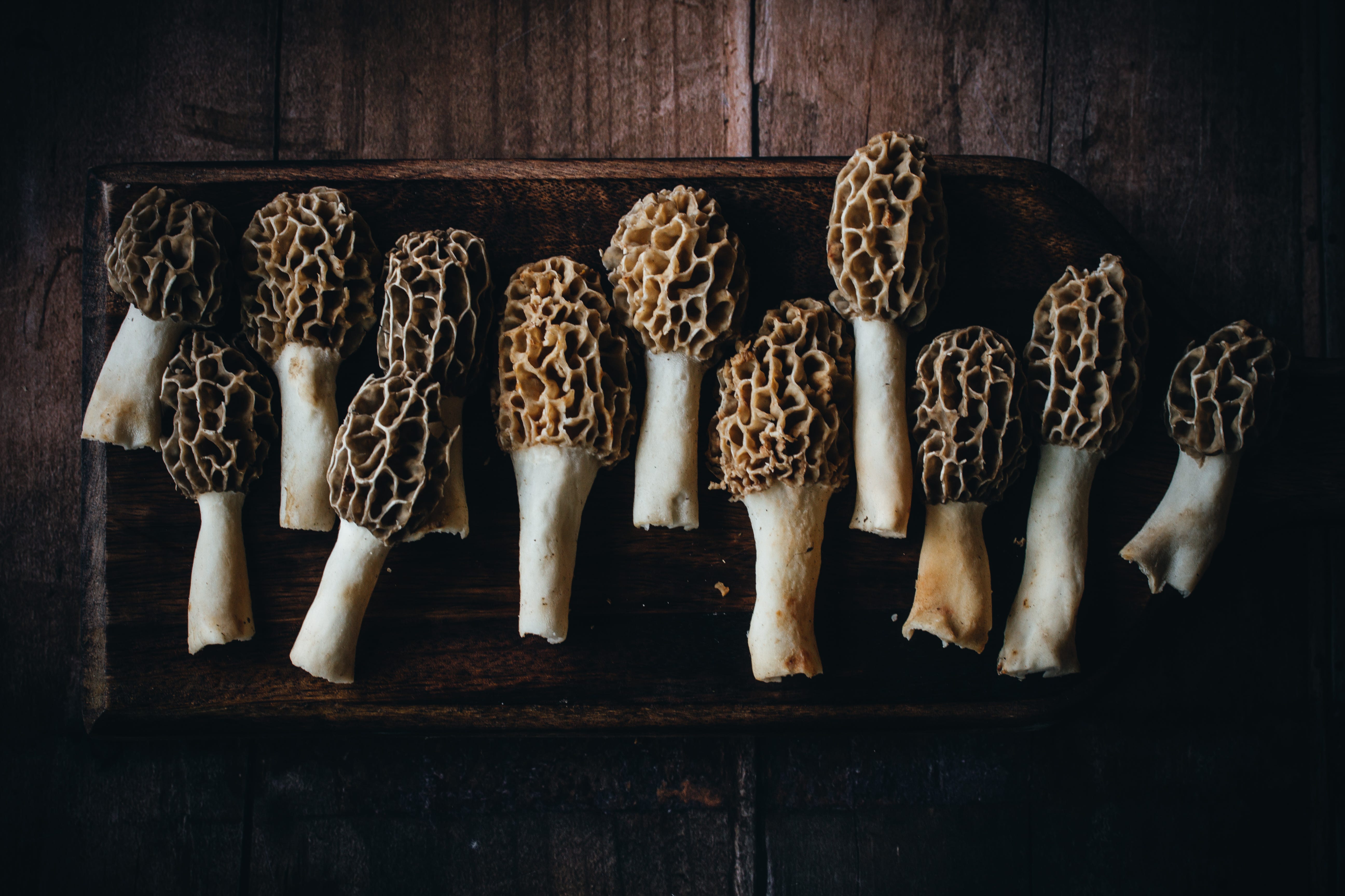 MORCHELLA, THE TRUE MORELS - by Everyday Kitchen Magic