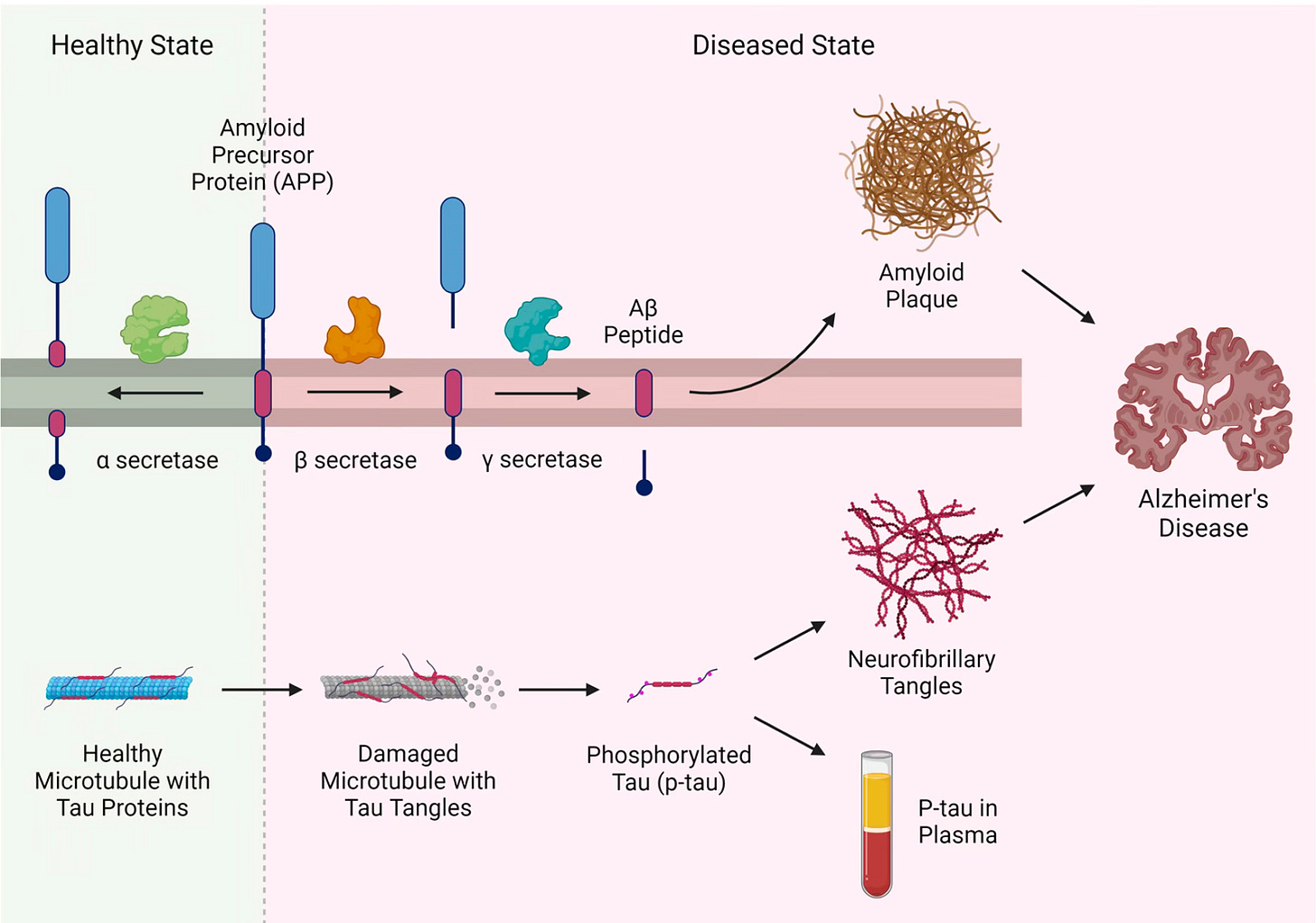 what does hyperphosphorylated mean