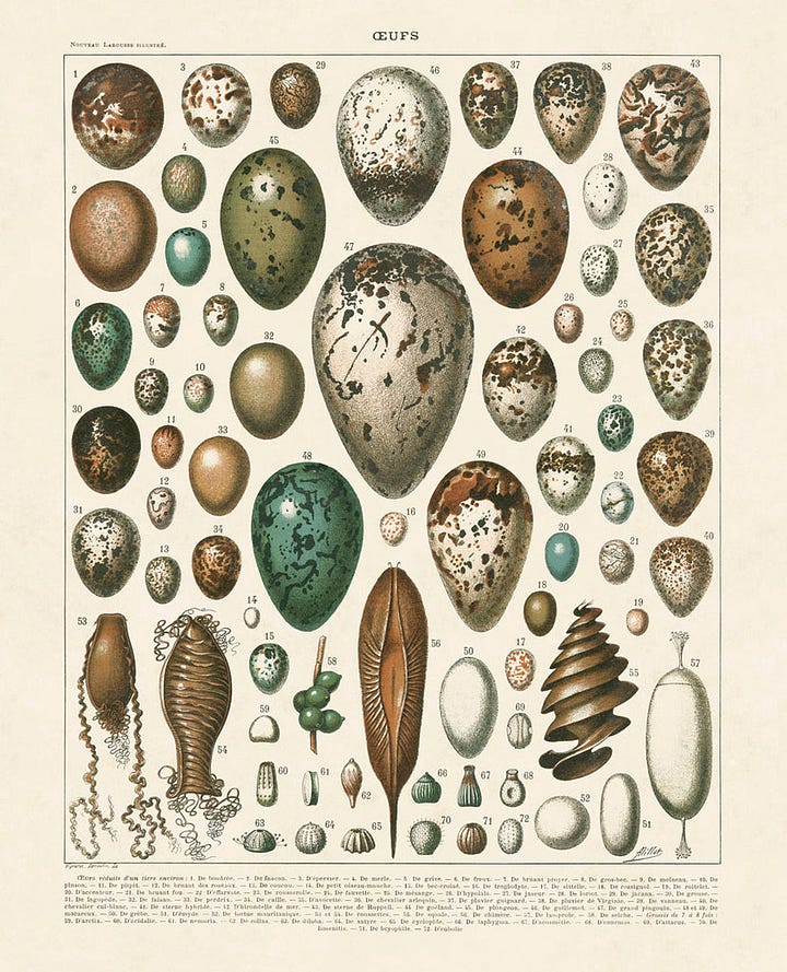 Adolphe Philippe Millot - by The Illustration Department