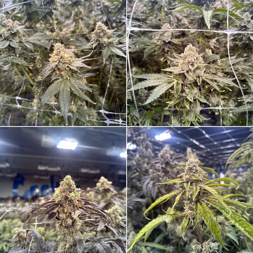 Thailand with SOMAÍ Pharmaceuticals: An Unforgettable Cannabis Journey