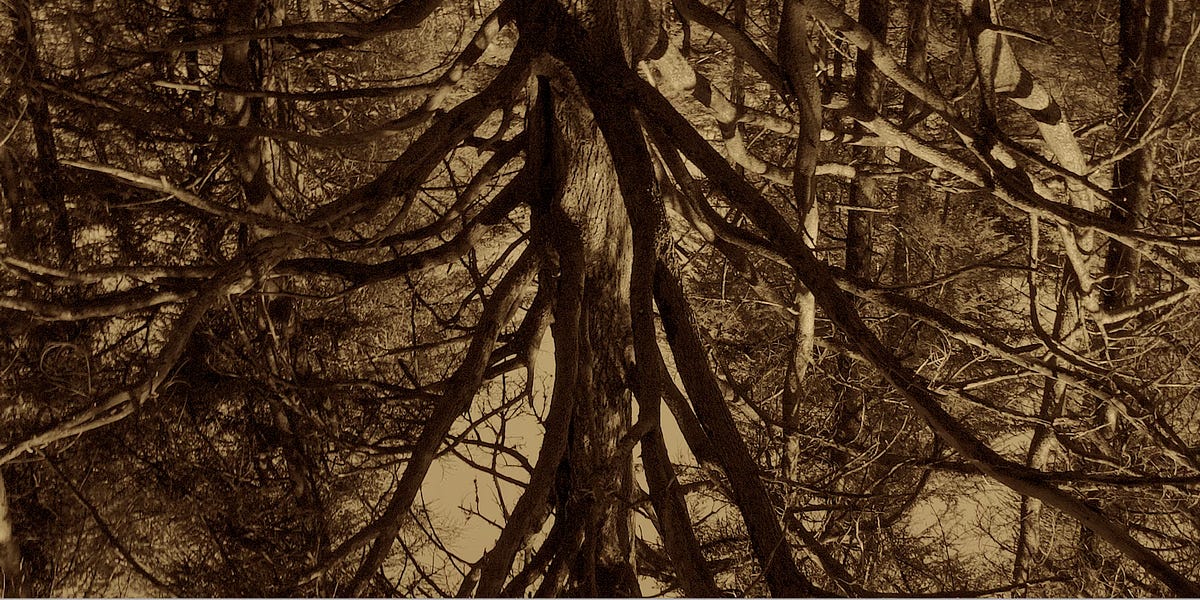 Treescapes : What Sounds Do Trees Make? - by Mat Eric Hart