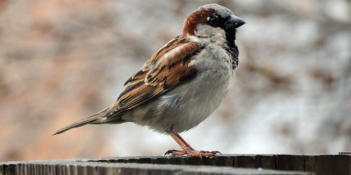 Why Are London's Iconic Sparrows Disappearing?