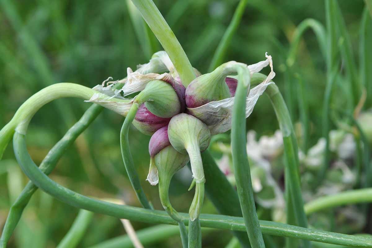 Growing onions - by Zoe Barry - Very Good Gardening