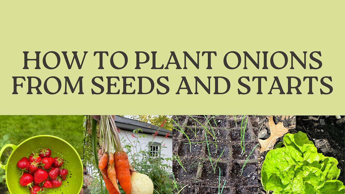 How to Plant Onions from Seeds and Starts