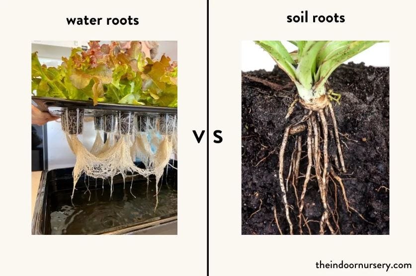 root water plants