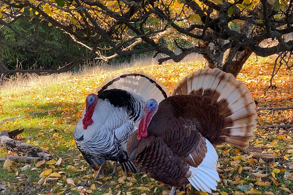 Starhawk’s Substack | Substack