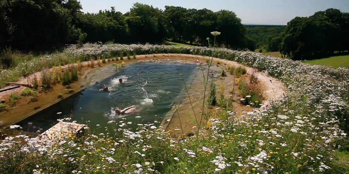 Most Beautiful Organic Pool called "Frank"