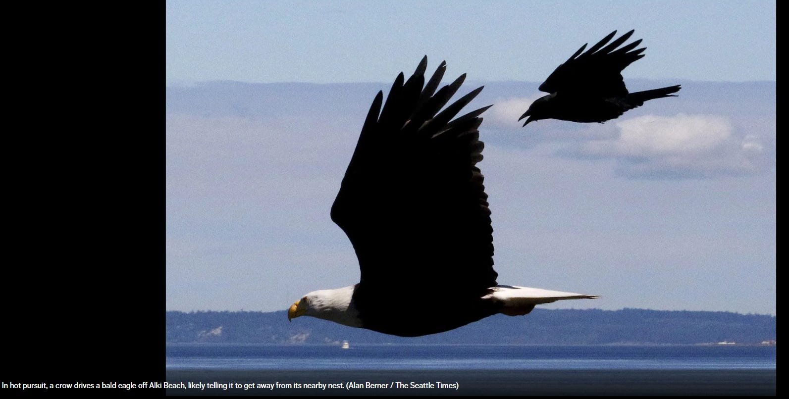 Why are crows and hawks enemies? - by Heather Wall