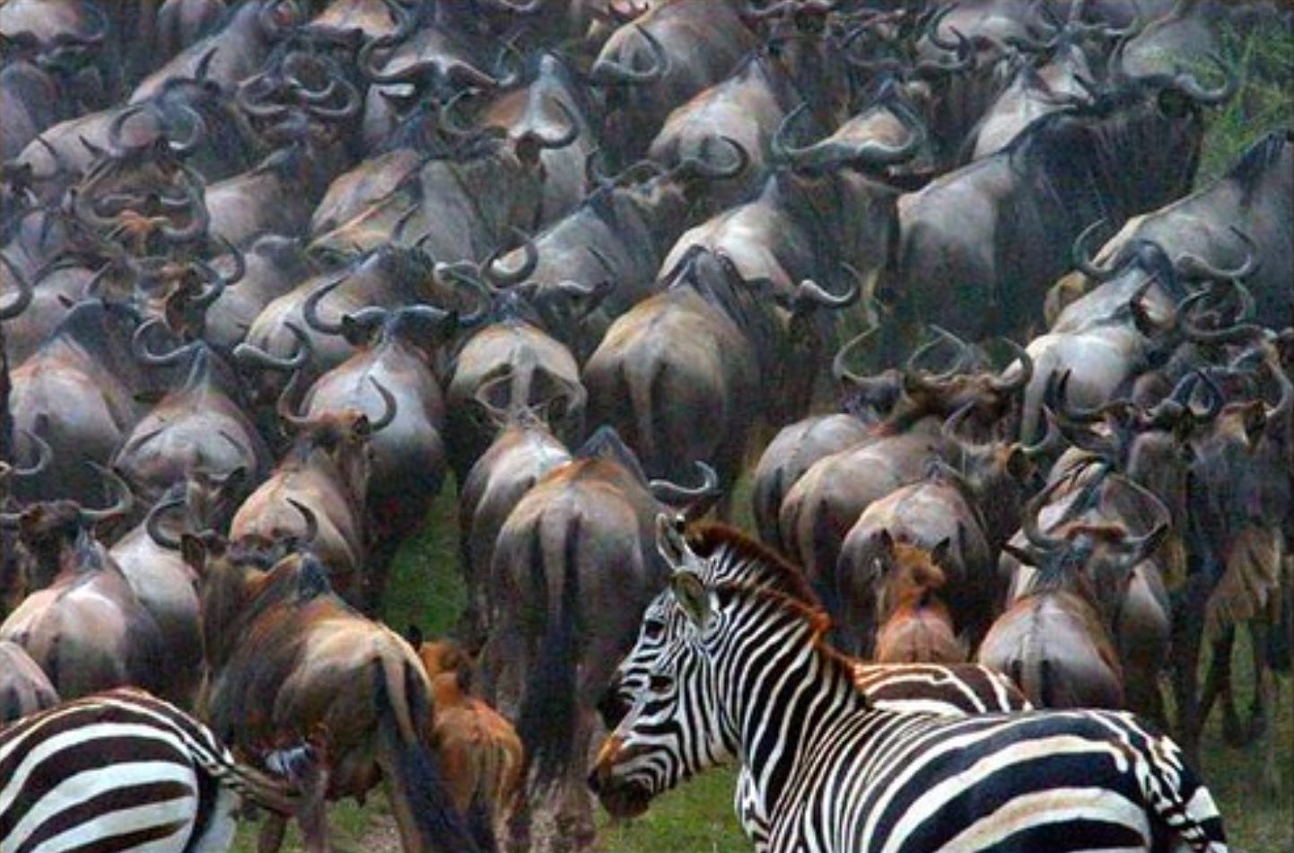 Will All Earth's Great Animal Migrations Disappear Forever?