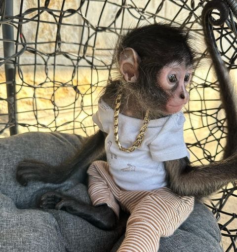 monkey clothing