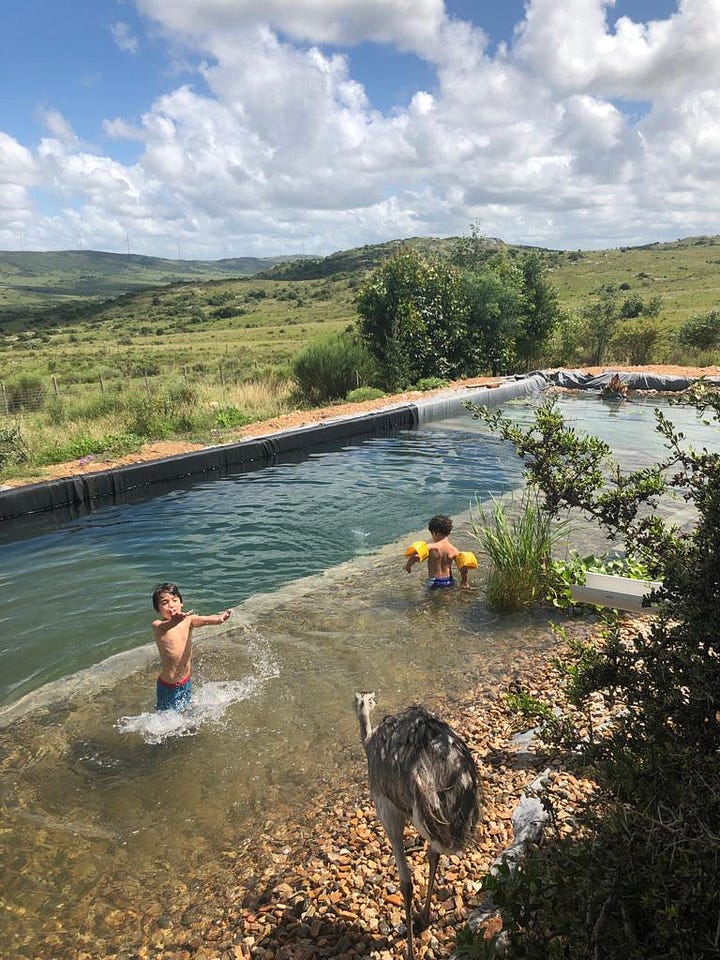 Pool Gallery - Organic Pools by David Pagan Butler