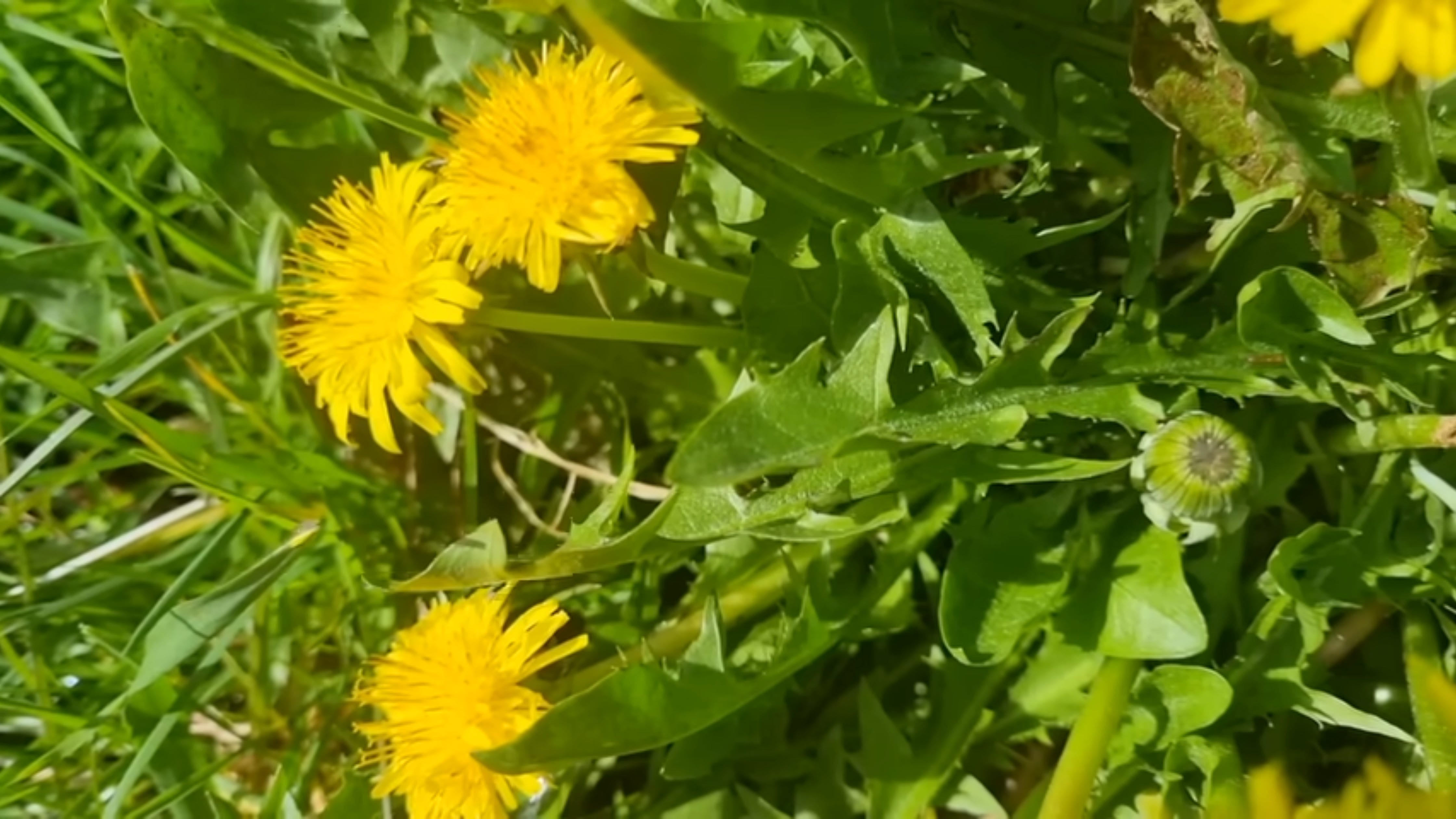 Dandelion - Danu's Irish Herb Garden Substack
