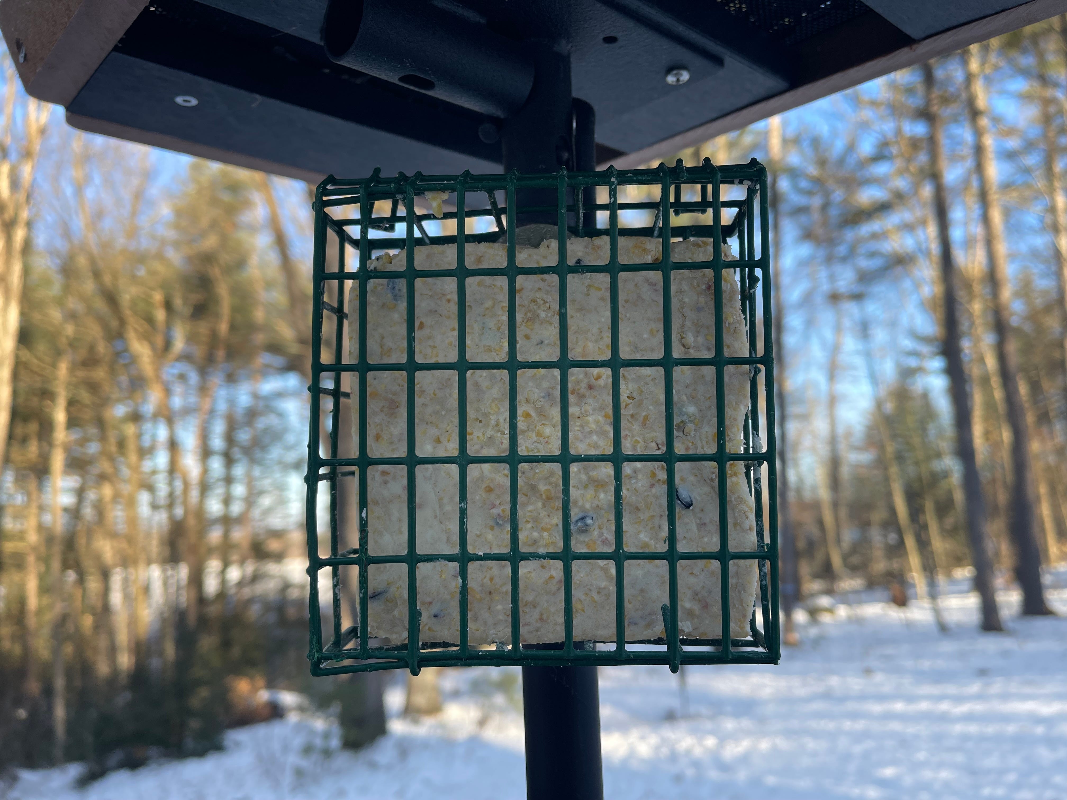 Birding Tip: Homemade Winter Suet - Birding University