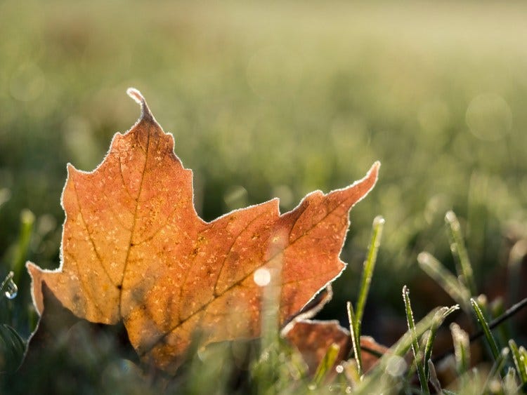 Embracing Grace: Hope - by Shelley Johnson