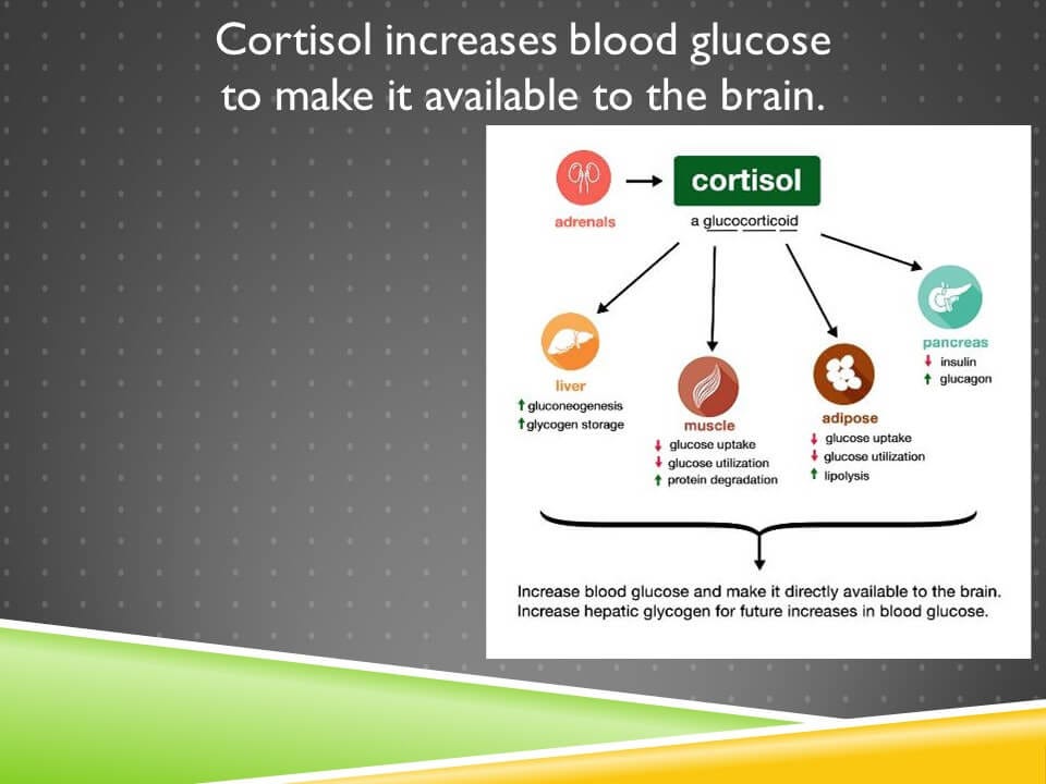 31. Gluconeogenesis as a Stress Response: Regulation by Cortisol