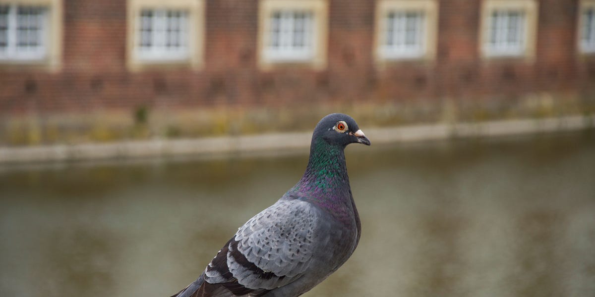 Why Pigeons Bob Their Heads When They Walk - by Chris Young