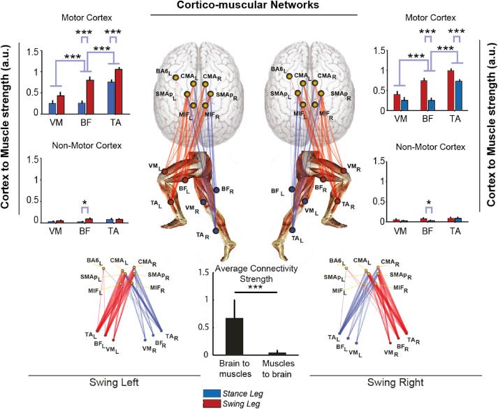 Leg Strength and Brain Health: The Link Explained