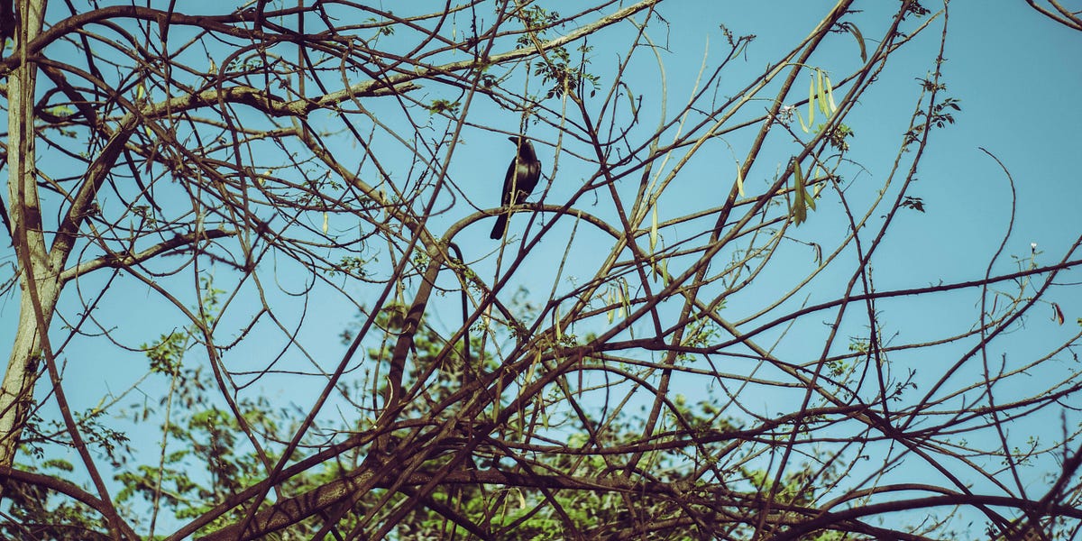 What crows know about holding a grudge