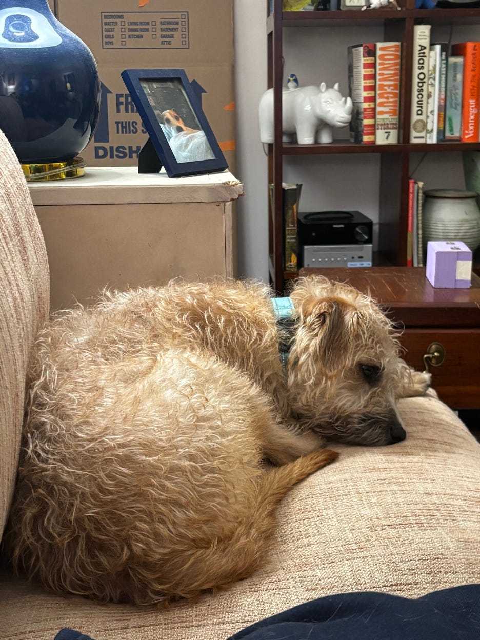 Contrarian Pet of the Week - by Jamie Riley