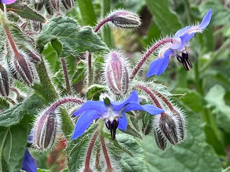 From Seed to Bloom | Camilla Grayley | Substack