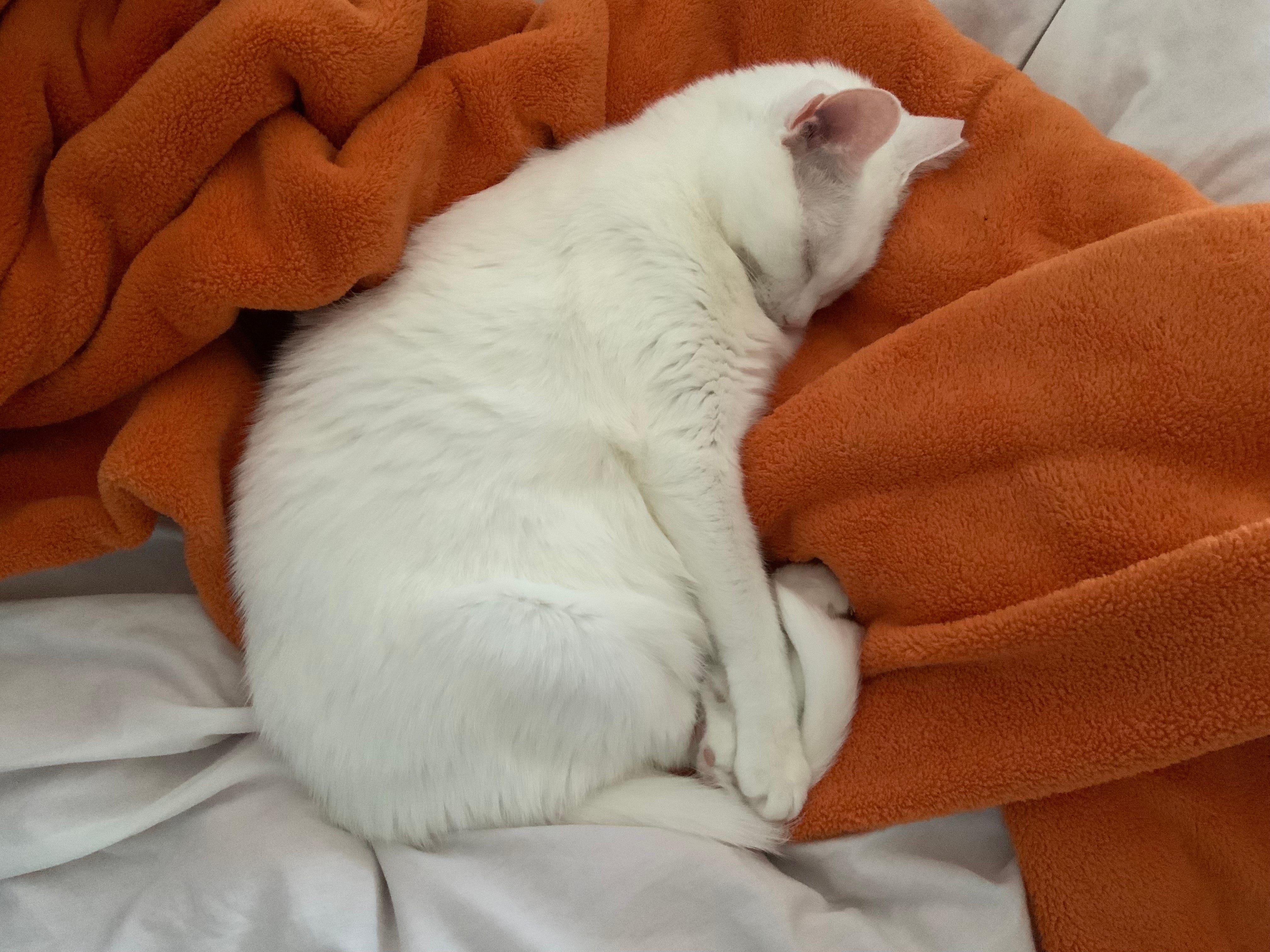 adreanaline | Adrean Clark | Substack