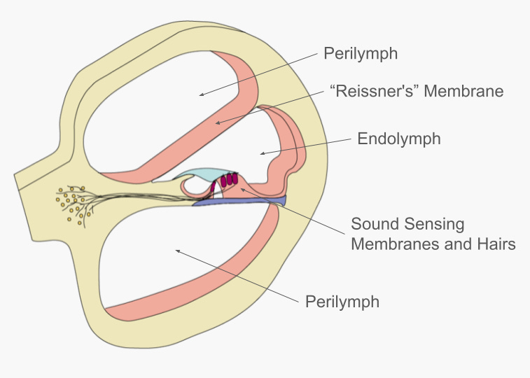 How does hearing work? - by Neil Canham - Spinning Down