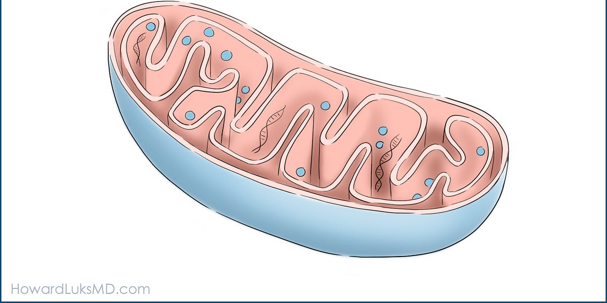 simple mitochondria