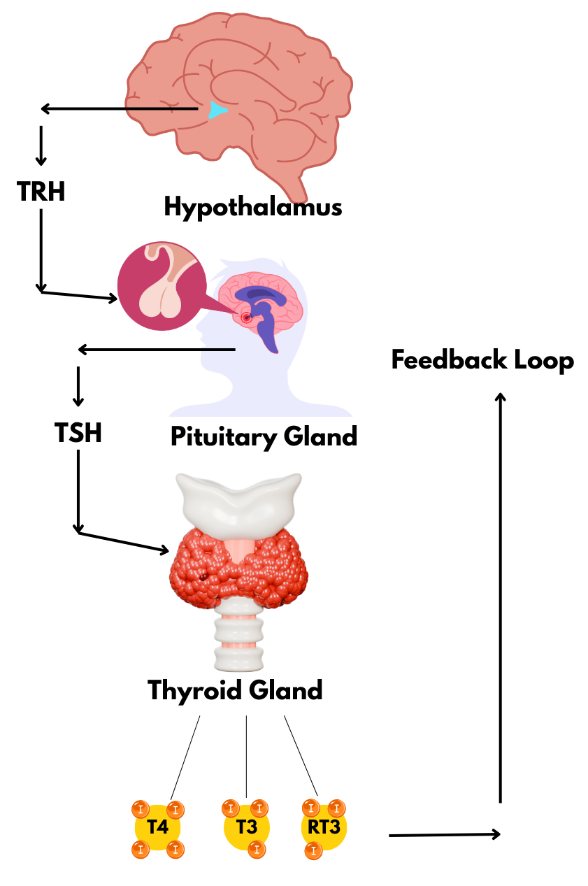 The Complete Thyroid Manual: From Hypothalamic Signal to Cellular Action