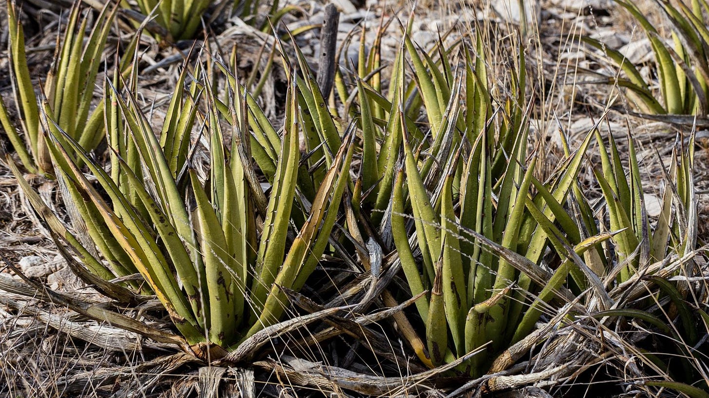 Fiber from Fire: The Ecology of Agave Textiles