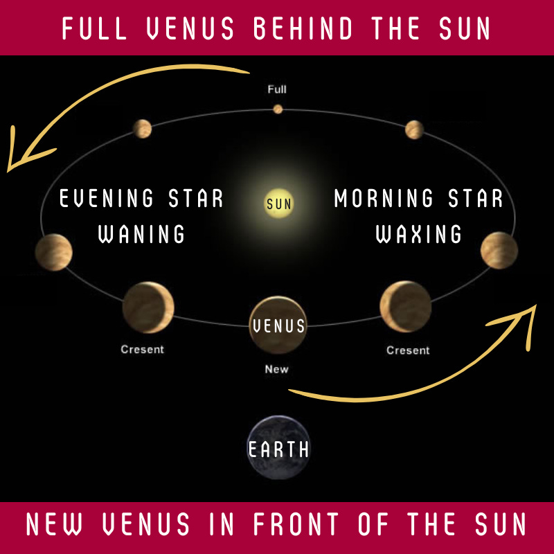 The Petals of Venus - by April McMurtry - Between the Moon