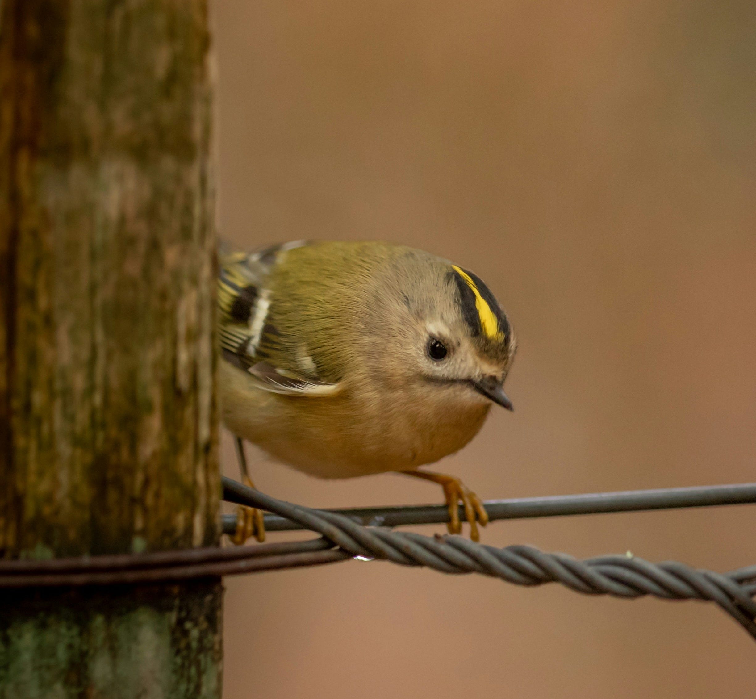 The Saturday column: What am I doing here?