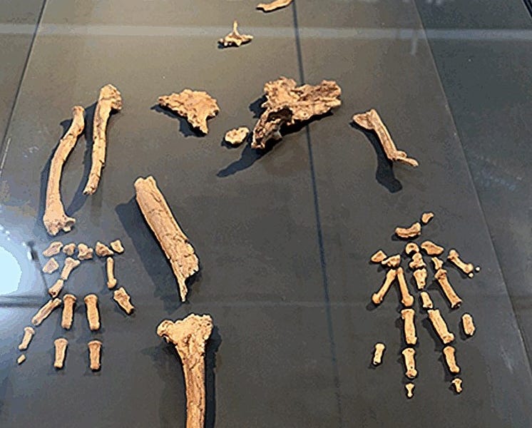 ardipithecus ramidus adaptations