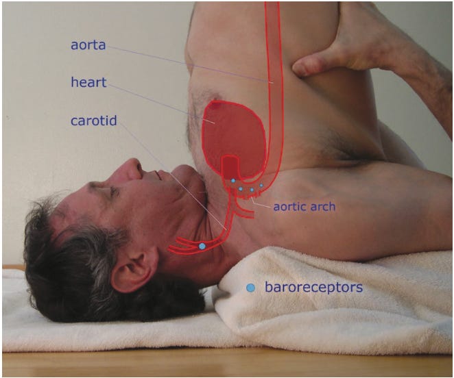 The Power of Inversions: Heart and Circulation Upside Down